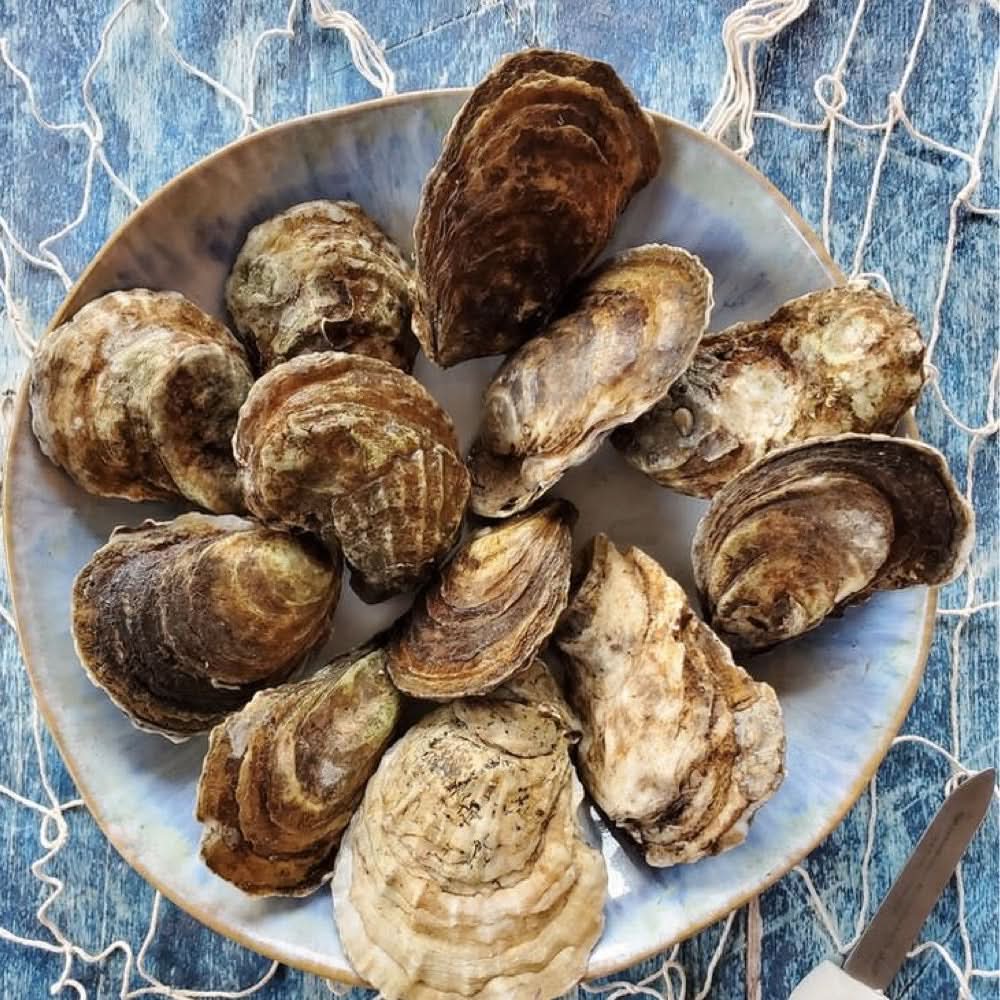 Buy Chesapeake Bay Blue Point Oysters | All Fresh Seafood