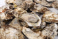 Buy Chesapeake Bay Blue Point Oysters | All Fresh Seafood